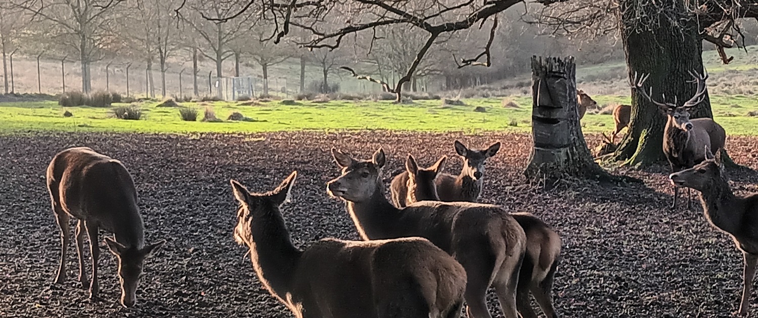 London Borough of Havering – London Borough of Havering